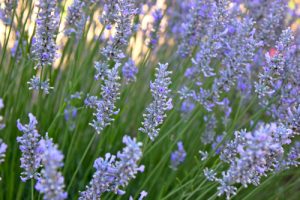 {how to} How To Make Lavender Salt - And 8 Suggestions For How to Use ...